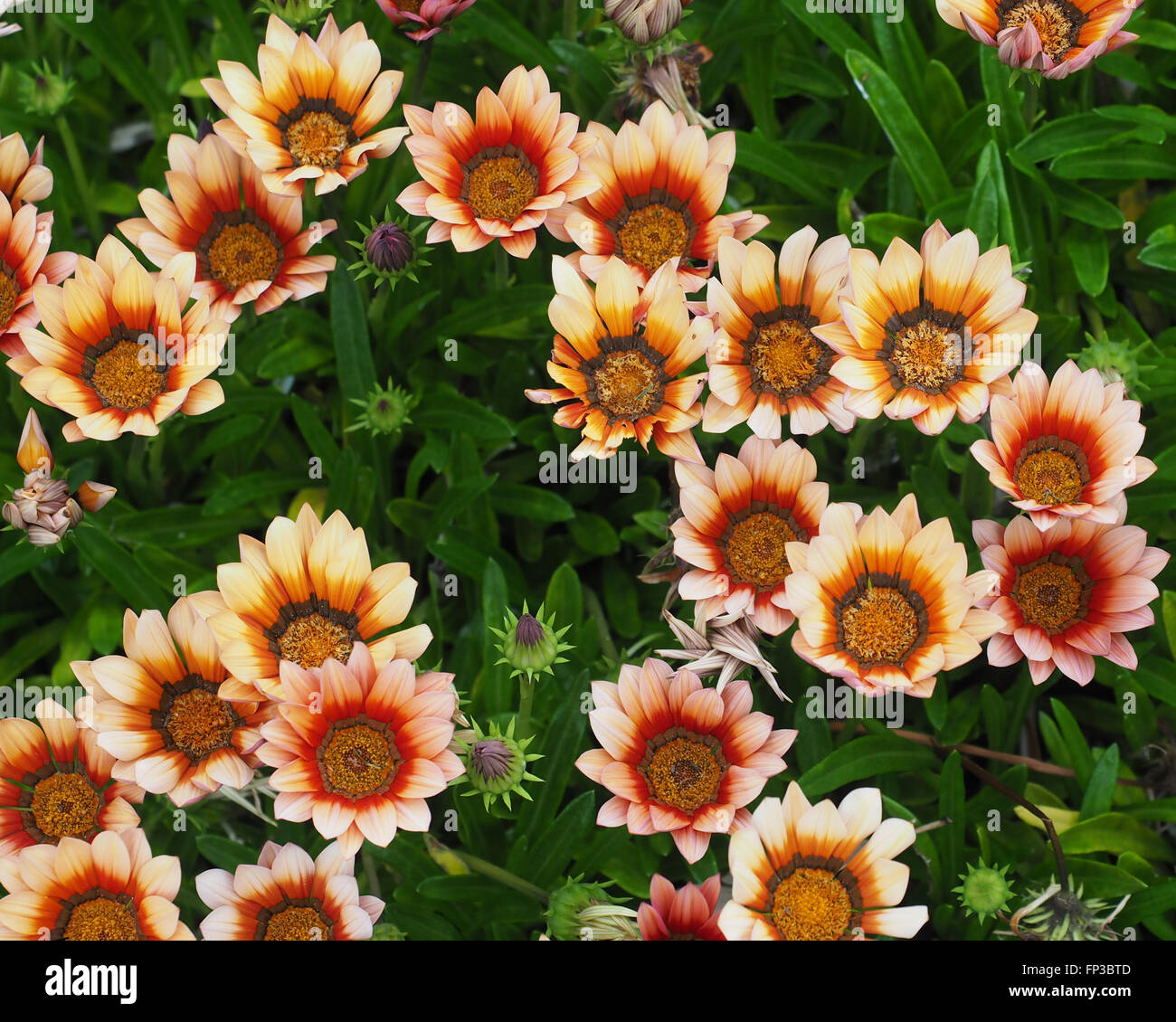 Gazania daisy hi-res stock photography and images - Alamy
