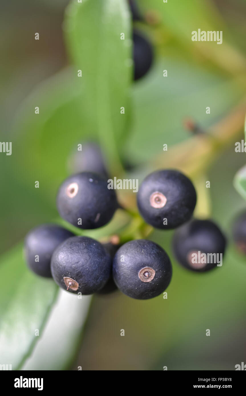 Hawthorn seeds hi-res stock photography and images - Alamy