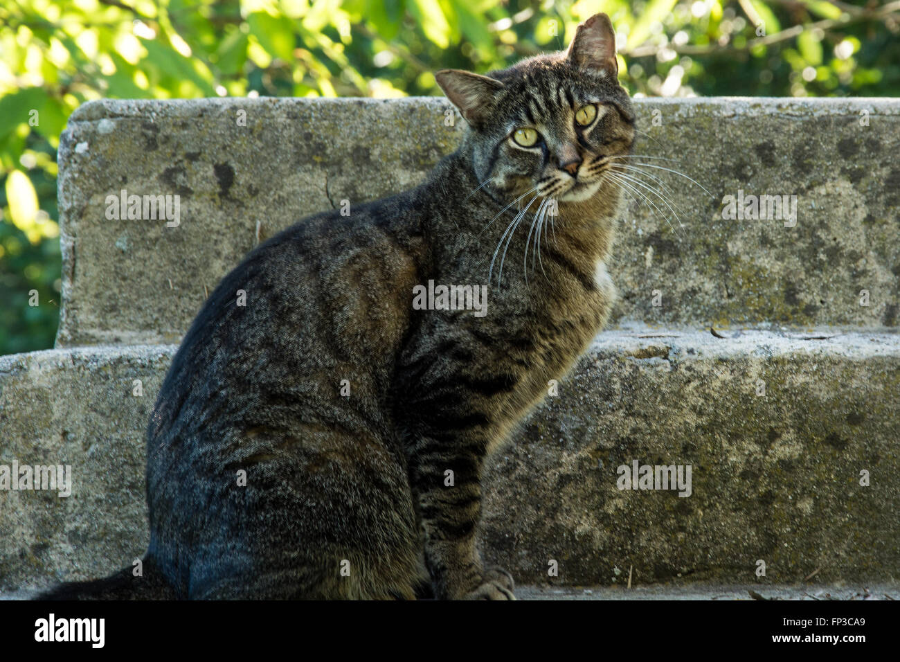 Curious cat in nature hi-res stock photography and images - Alamy