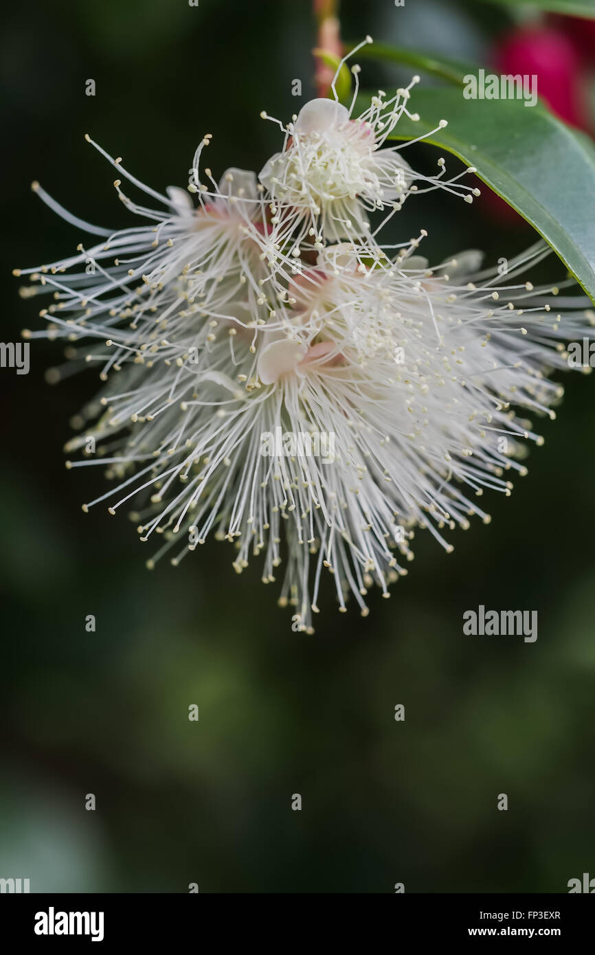 Lilly Pilly Flower Stock Photo - Alamy
