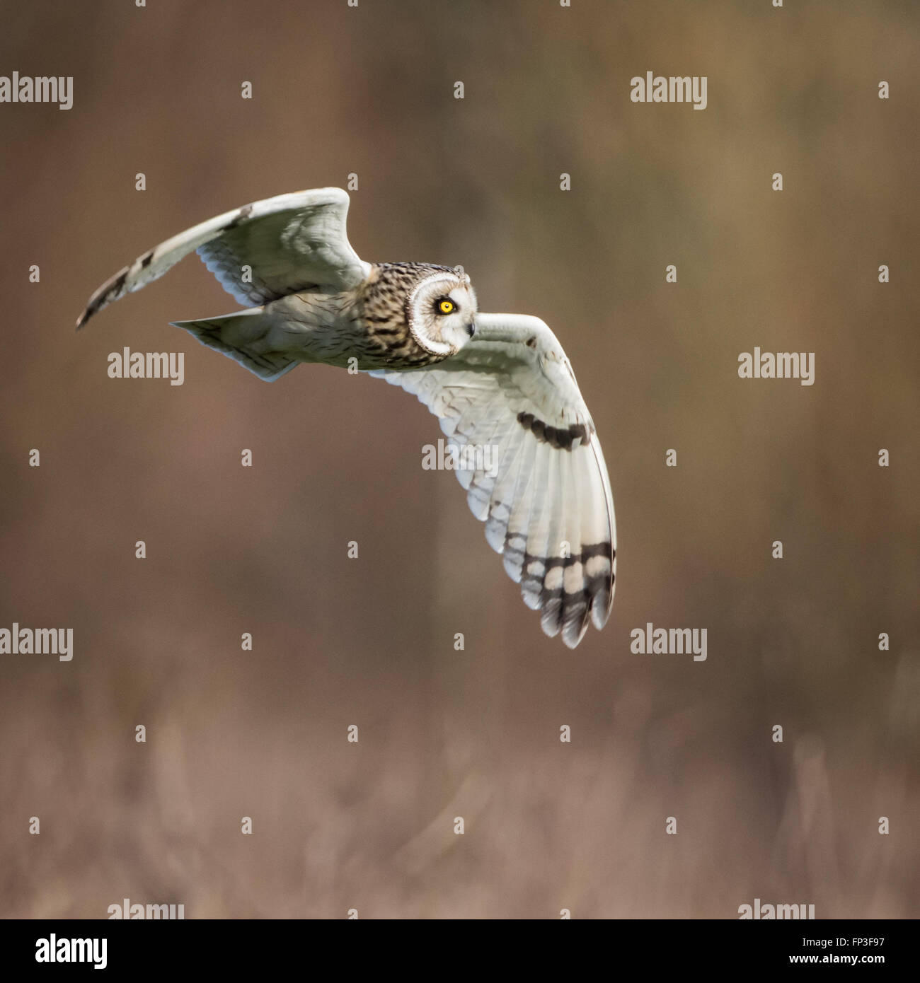 Short wing wings hi-res stock photography and images - Alamy