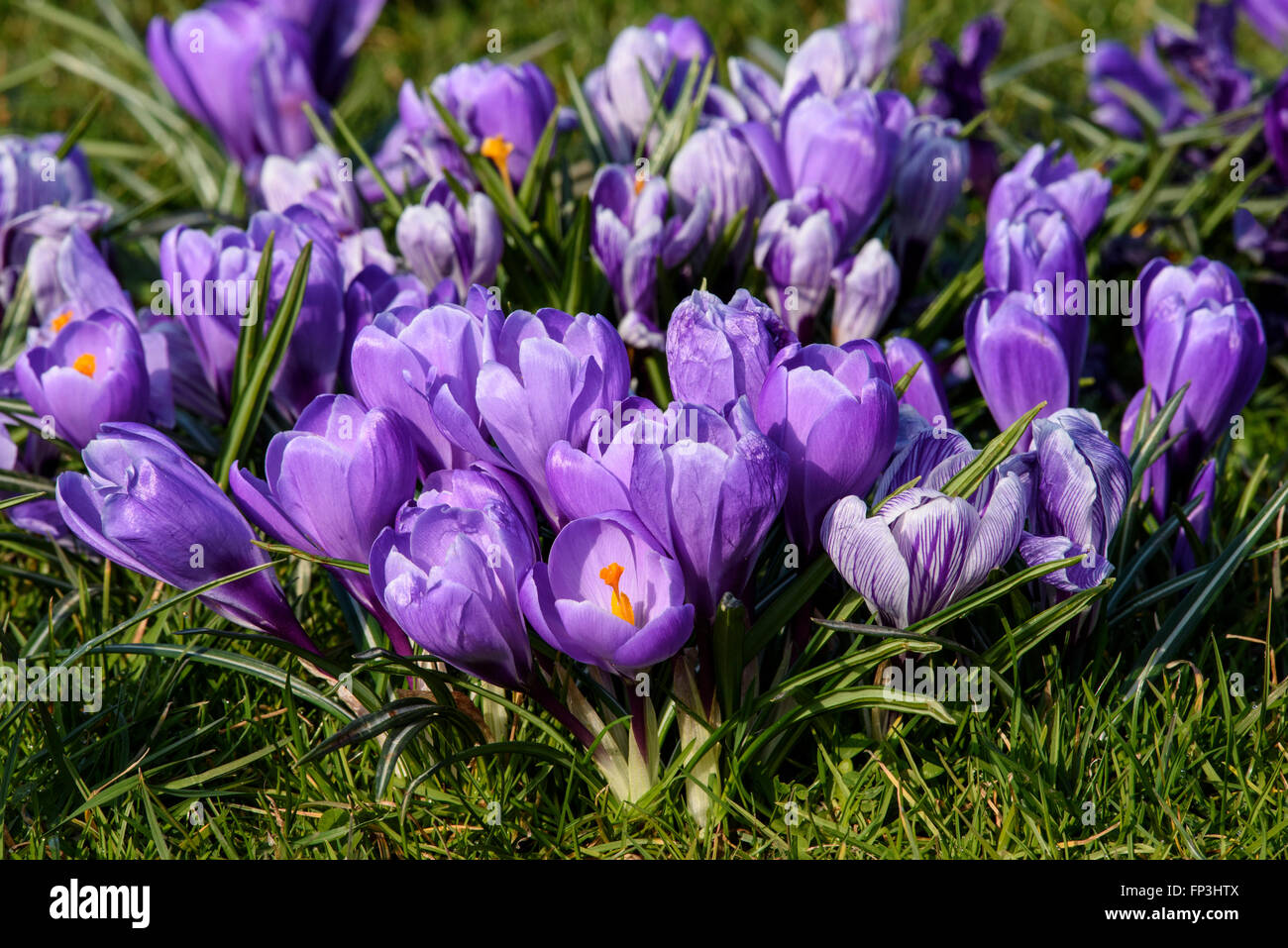 Purple crocus hi-res stock photography and images - Alamy
