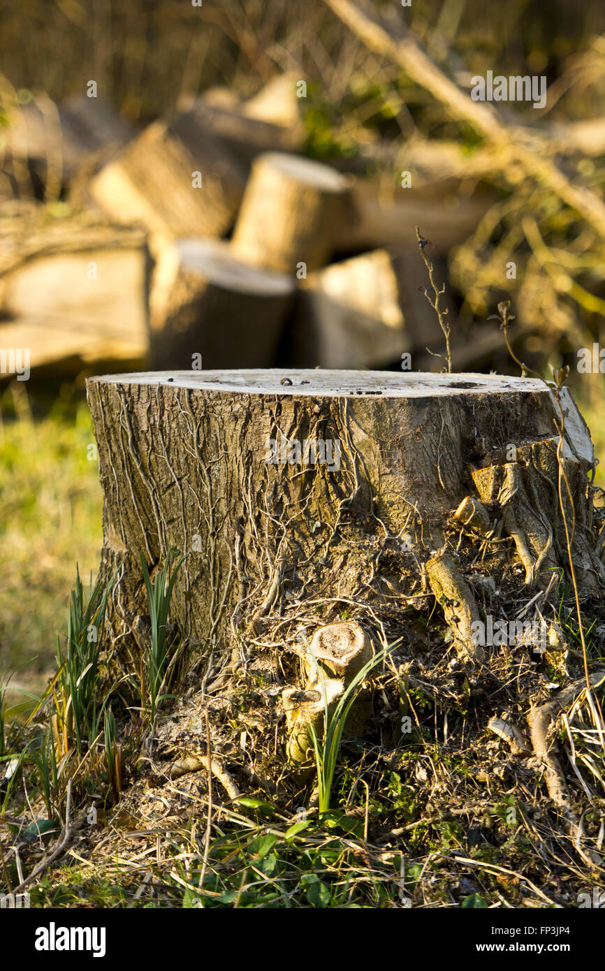 Logs tree stump hi-res stock photography and images - Alamy