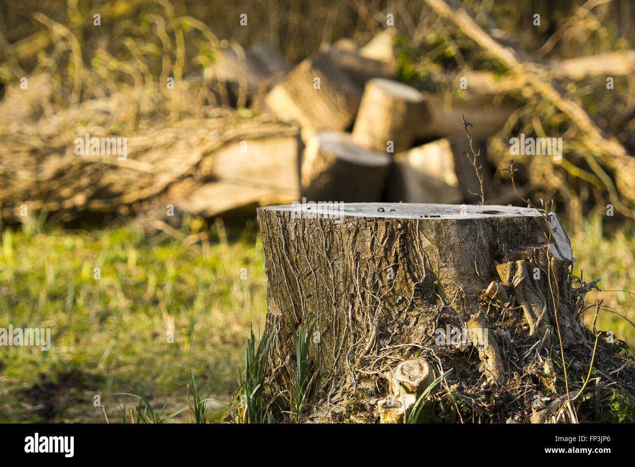 Tree stump cut down logs Stock Photo - Alamy