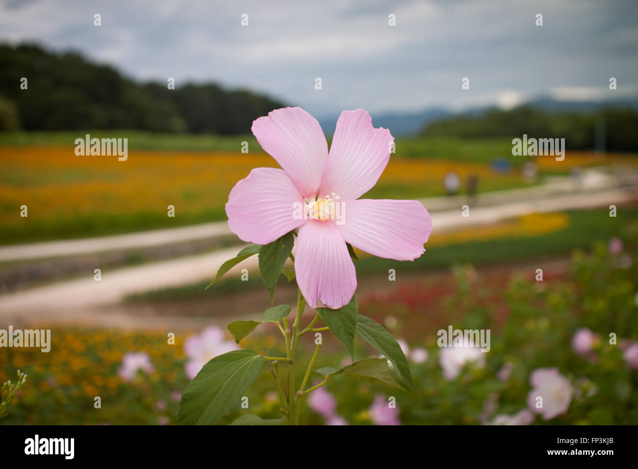 Floral Arrangement, a single flower, beautiful Stock Photo - Alamy