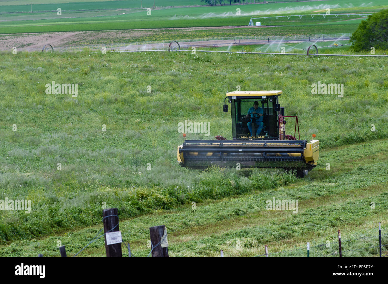Farmer using a windrower machine to cut hay and prepare for baling ...