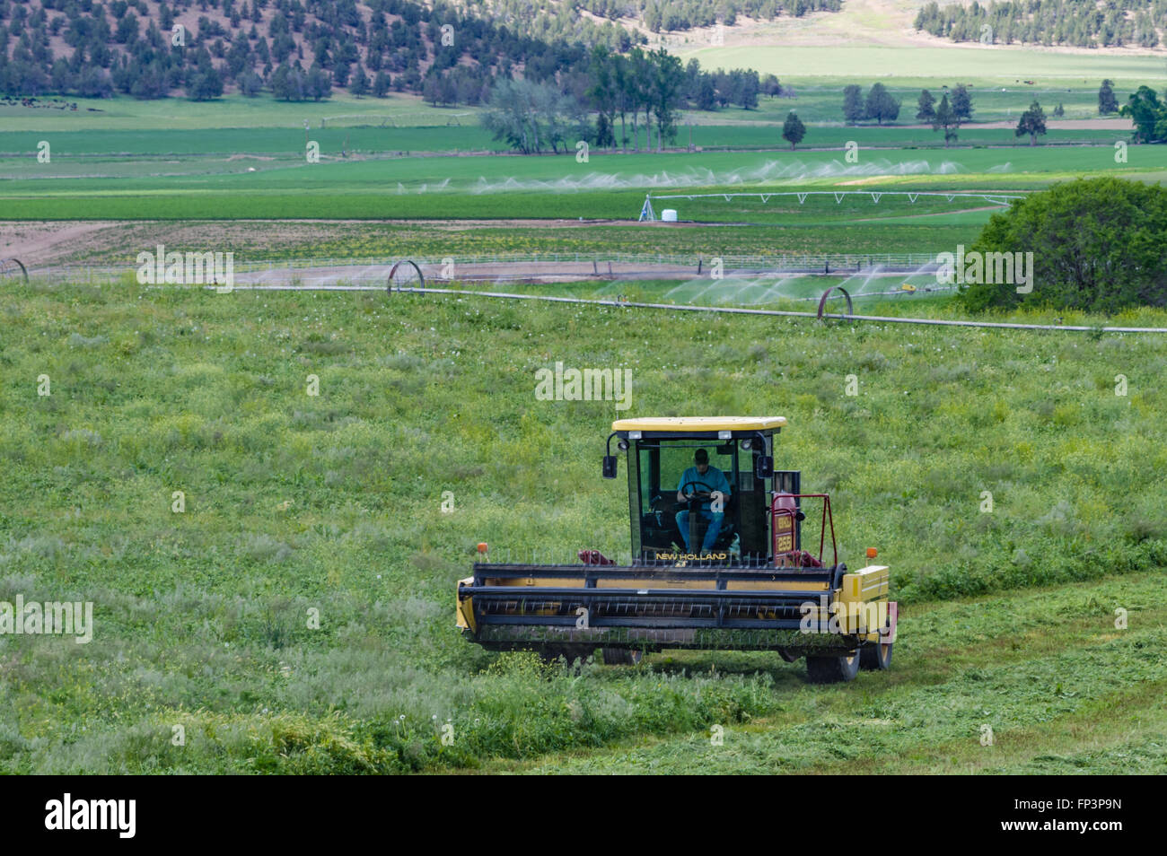 Farmer using a windrower machine to cut hay and prepare for baling ...