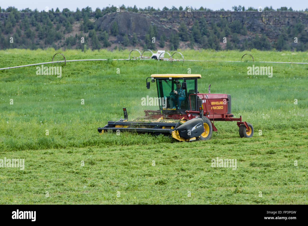 Farmer using a windrower machine to cut hay and prepare for baling ...
