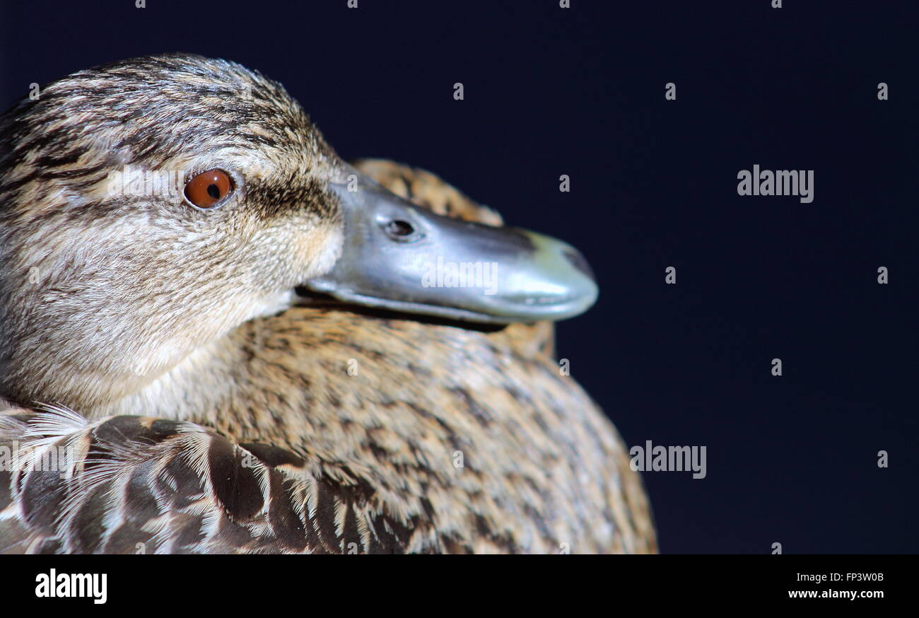 Close up image of a Duck Stock Photo - Alamy