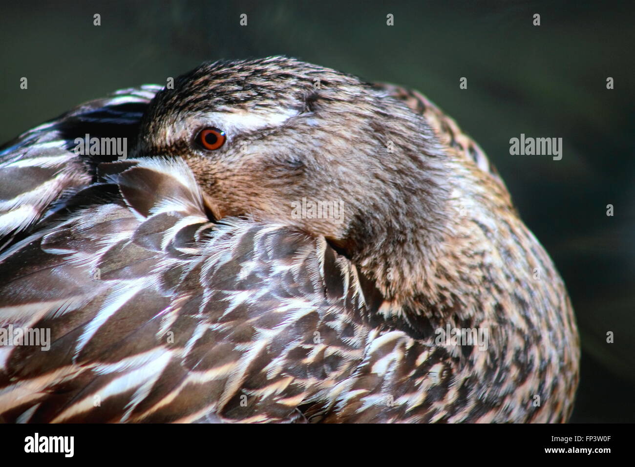 Dark brown duck hi-res stock photography and images - Alamy