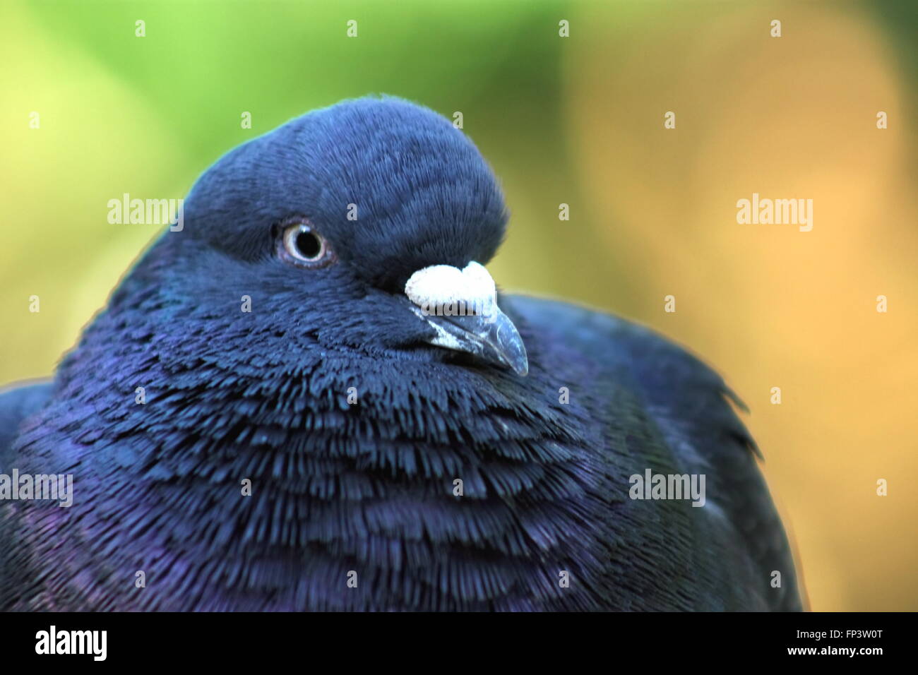 Puffed up pigeon hi-res stock photography and images - Alamy