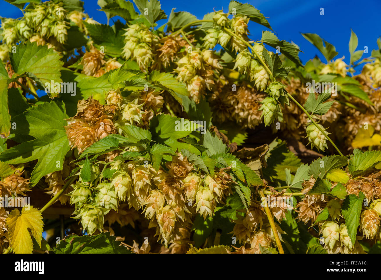 Hop flowers on a vine ready to harvest Stock Photo - Alamy