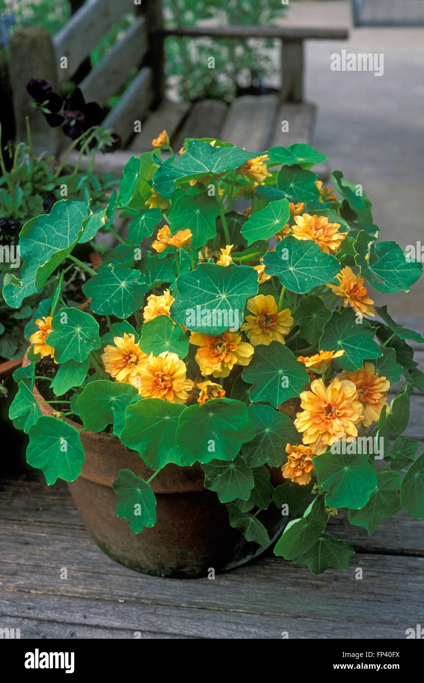 TROPAEOLEUM 'MARGARET LONG' (DOUBLE NASTURTIUM IN CONTAINER Stock Photo ...