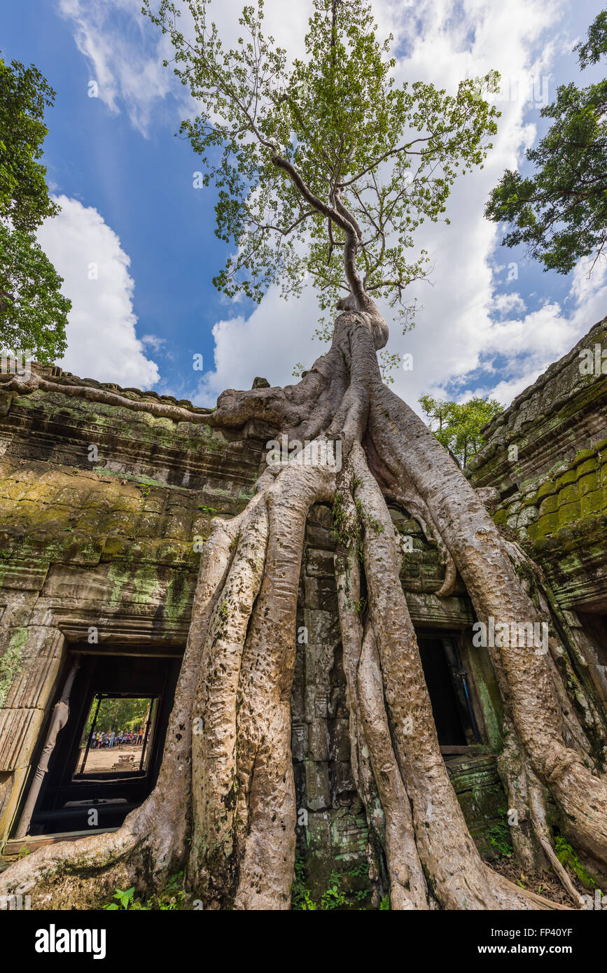 Huge spung tree growing out of temple ruins of Ta Prohm. It was built ...