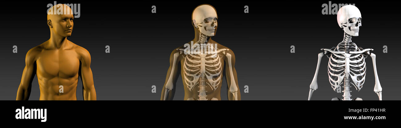 Human skeletal structure hi-res stock photography and images - Alamy