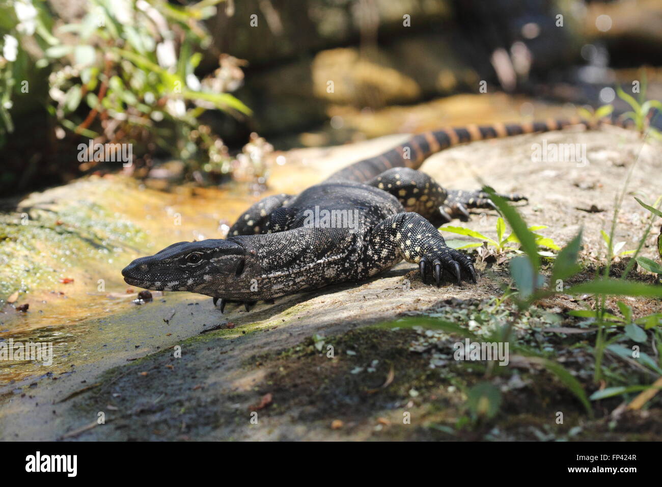 Lace monitor, varanus varius Stock Photo - Alamy