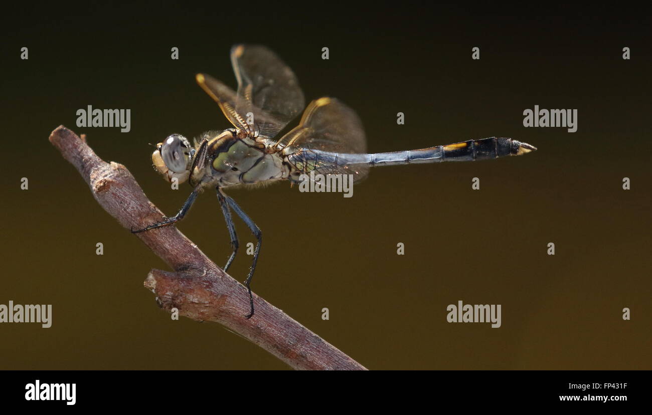 Blue Skimmer Orthetrum calonicum Stock Photo - Alamy