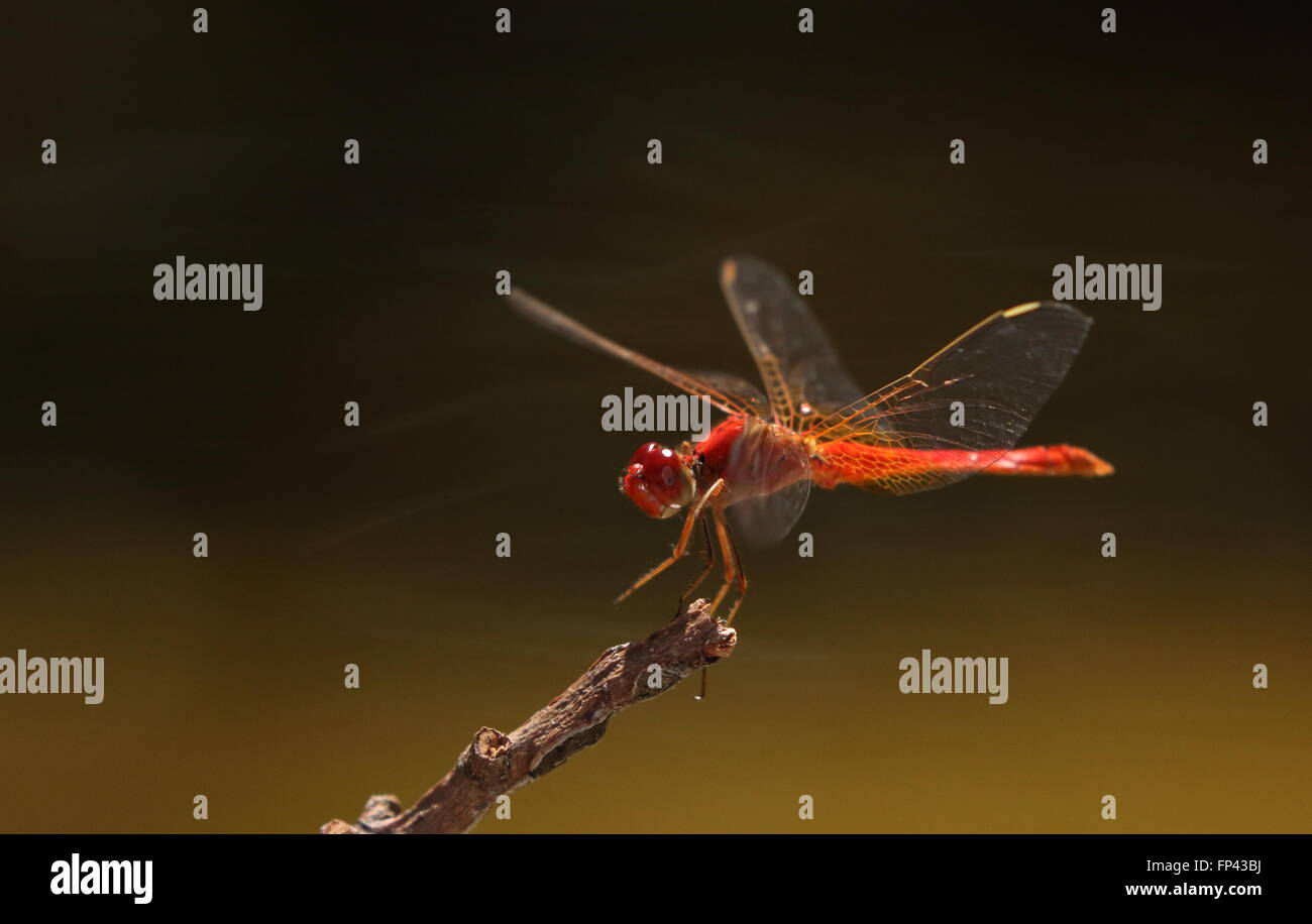 Scarlet percher dragonfly hi-res stock photography and images - Alamy