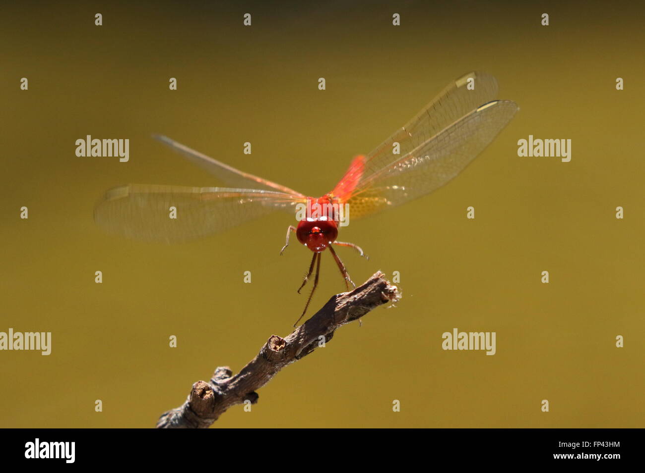 Scarlet percher dragonfly hi-res stock photography and images - Alamy
