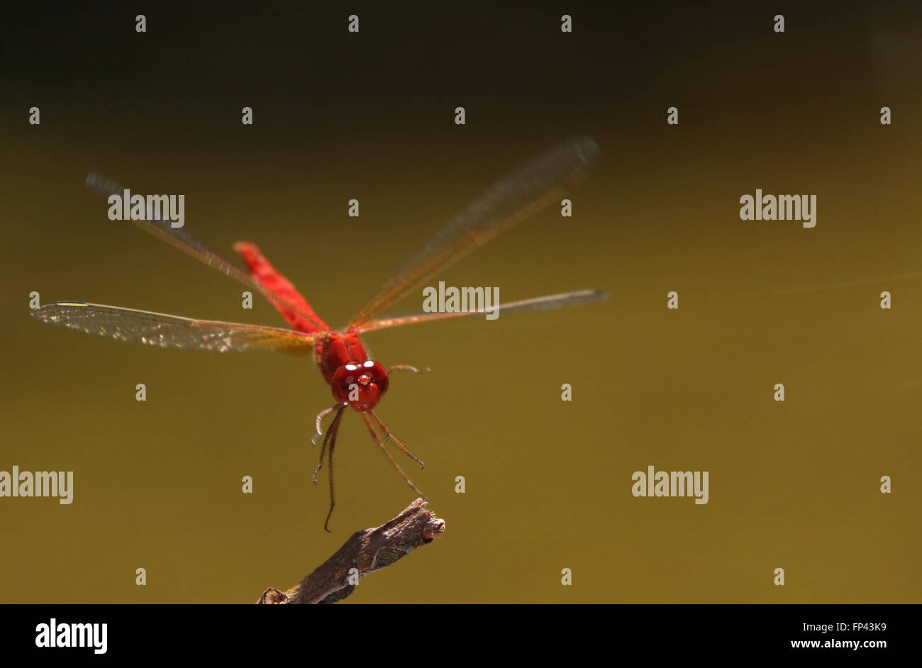 Scarlet percher dragonfly hi-res stock photography and images - Alamy