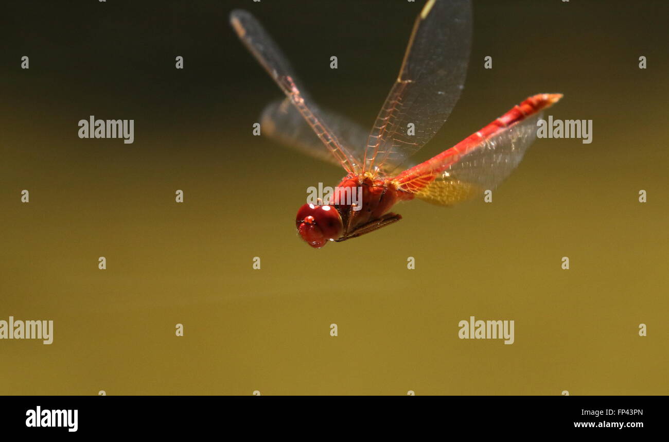 Scarlet percher dragonfly hi-res stock photography and images - Alamy