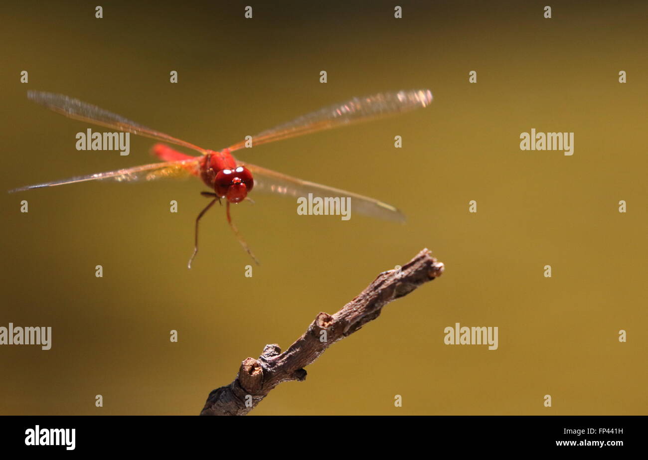 Scarlet percher dragonfly hi-res stock photography and images - Alamy