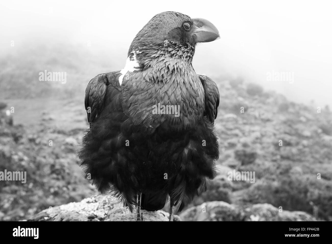 African white necked raven hi-res stock photography and images - Alamy