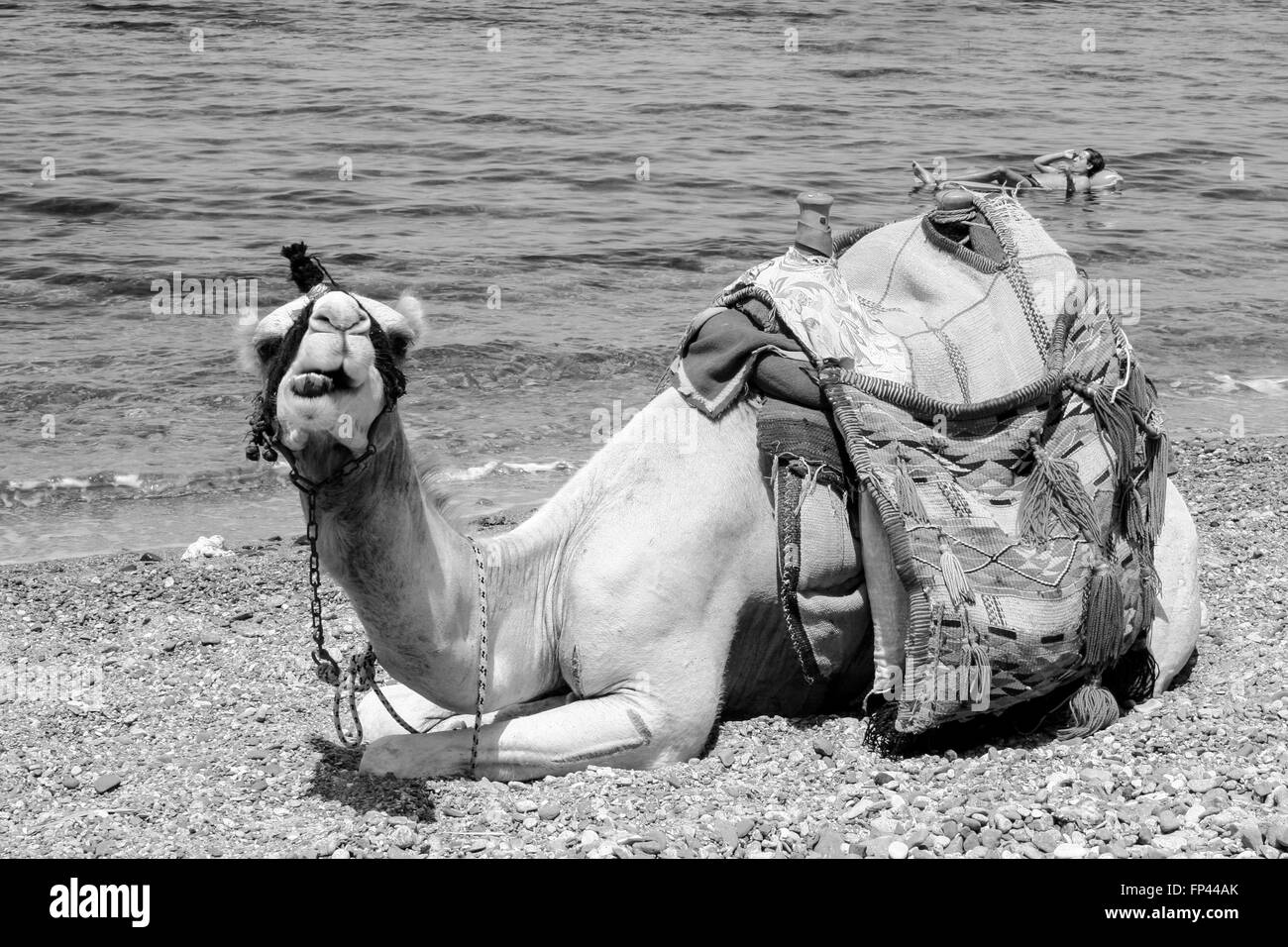 CAMEL BY THE SEA SITTING DOWN AT THE SAND SUNBATHING WHILE TOURIST IS ...