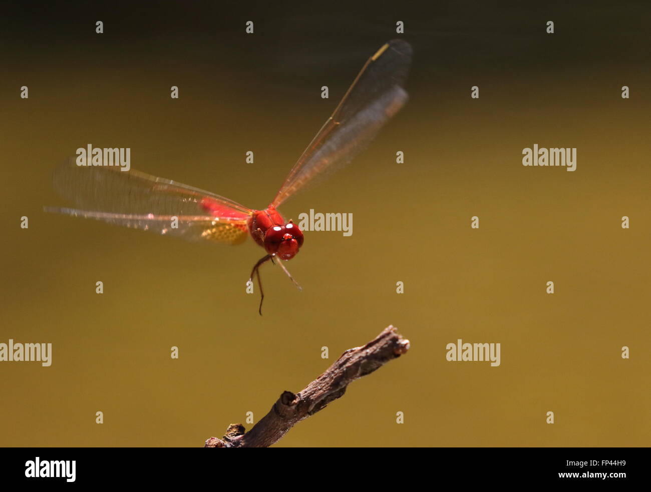 Scarlet percher dragonfly hi-res stock photography and images - Alamy