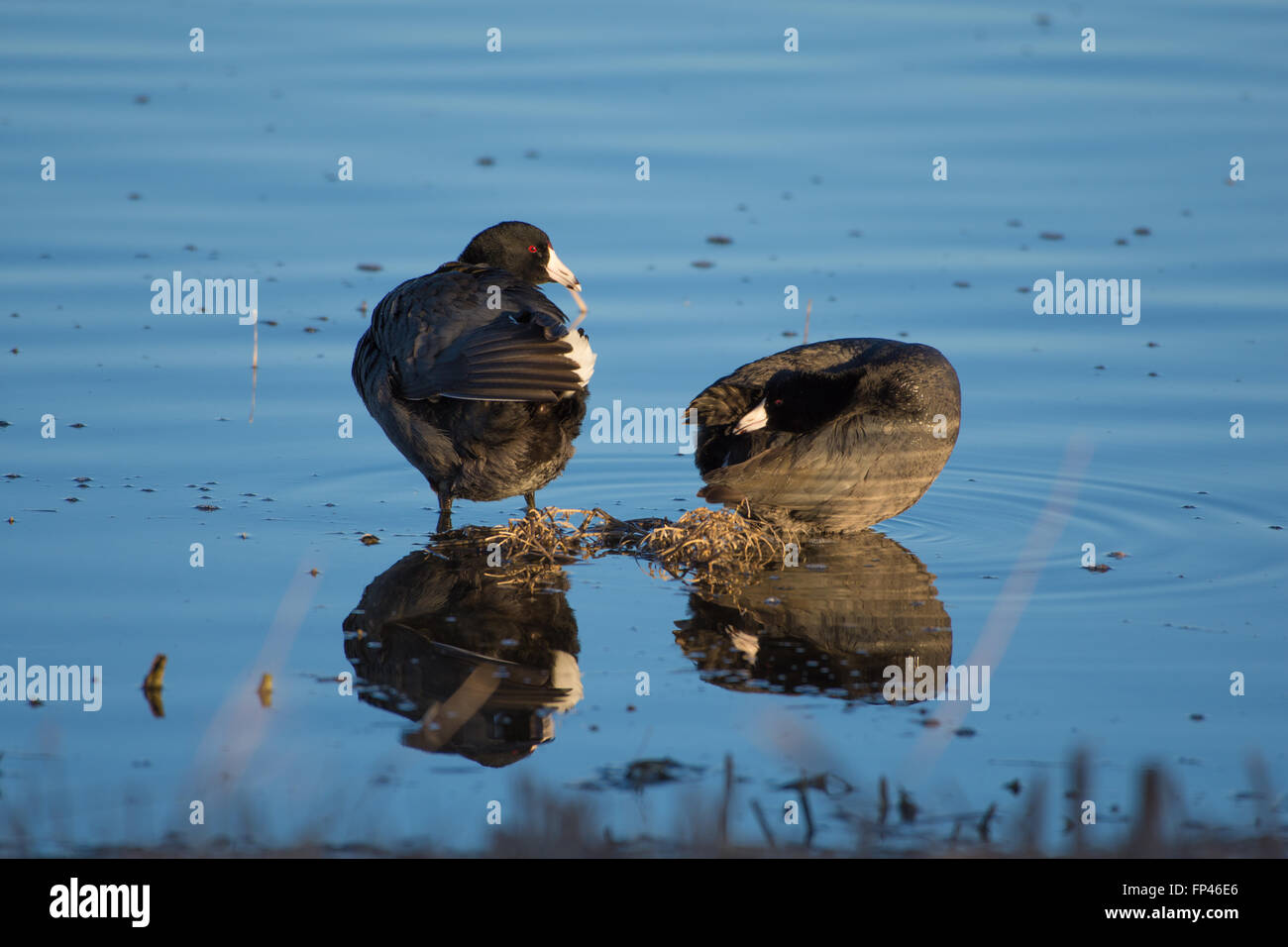 Preening bird hi-res stock photography and images - Alamy
