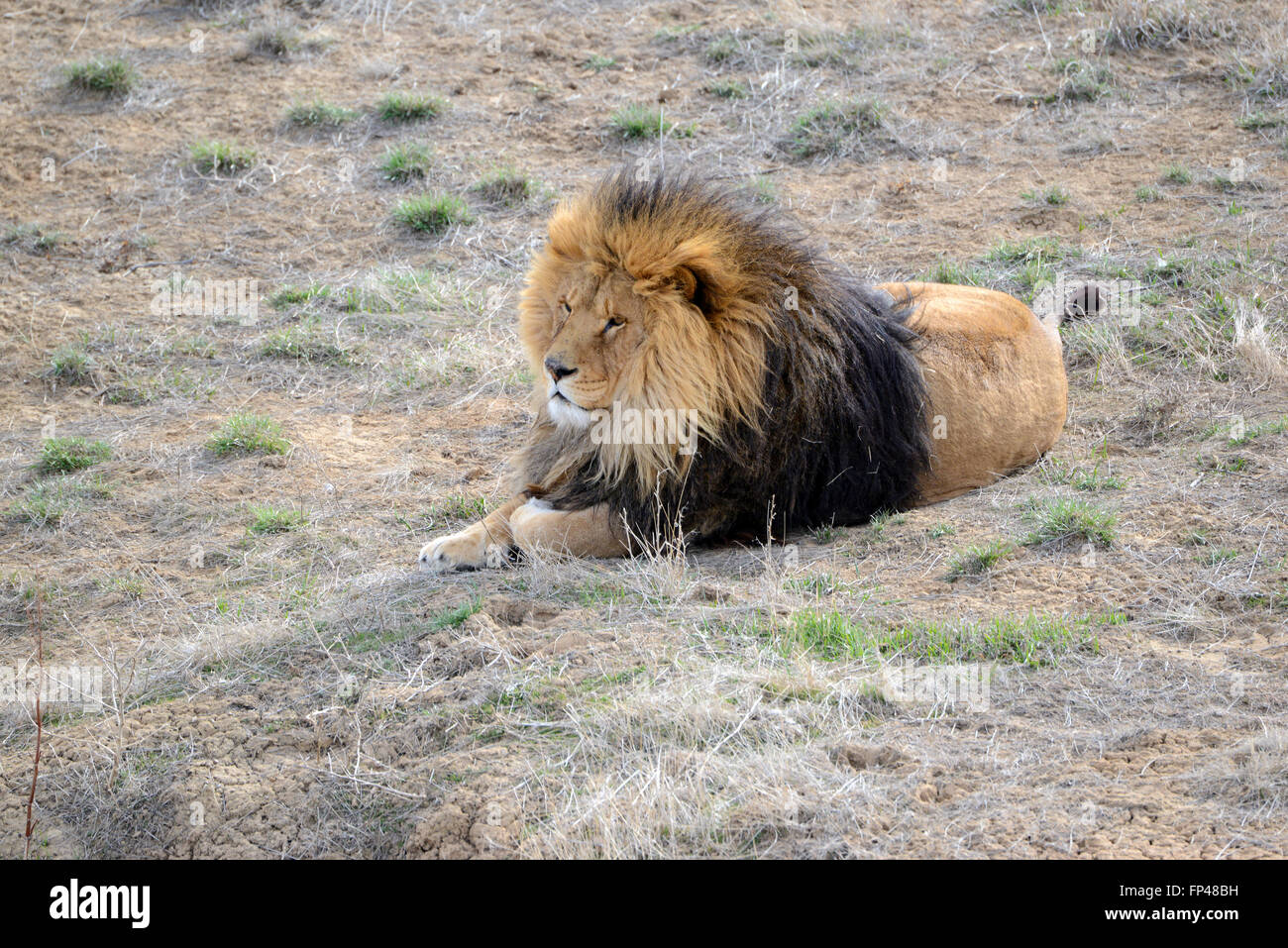 Male lion in grasslands setting Stock Photo - Alamy