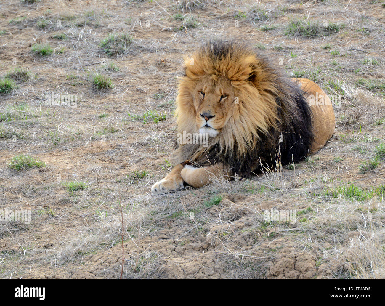 Male lion in grasslands setting Stock Photo - Alamy