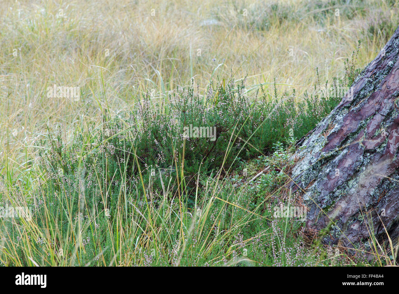 Bark and lichen on scots pine tree, latin name Pinus sylvestris ...