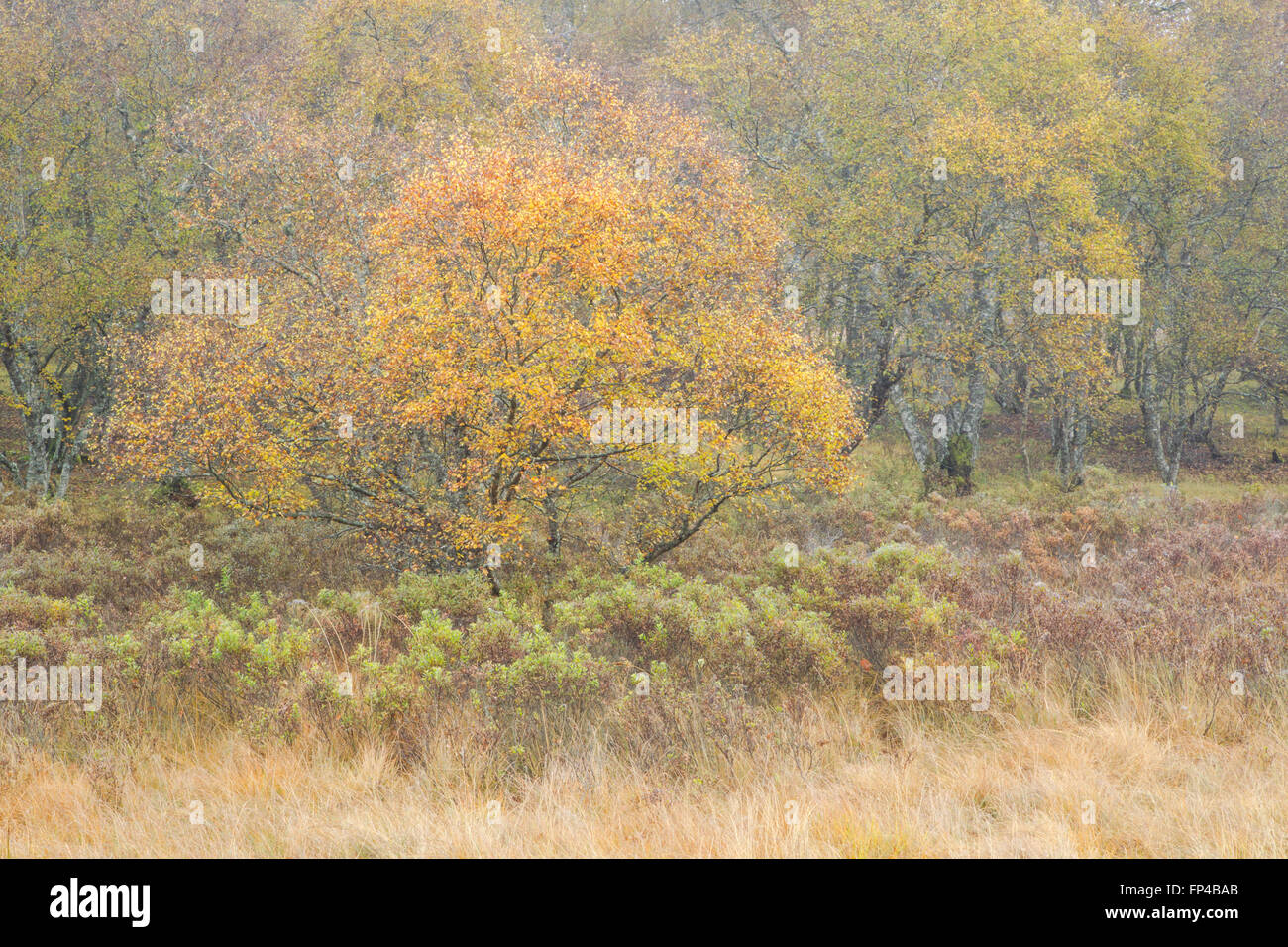 Deciduous Forest Trees With Names