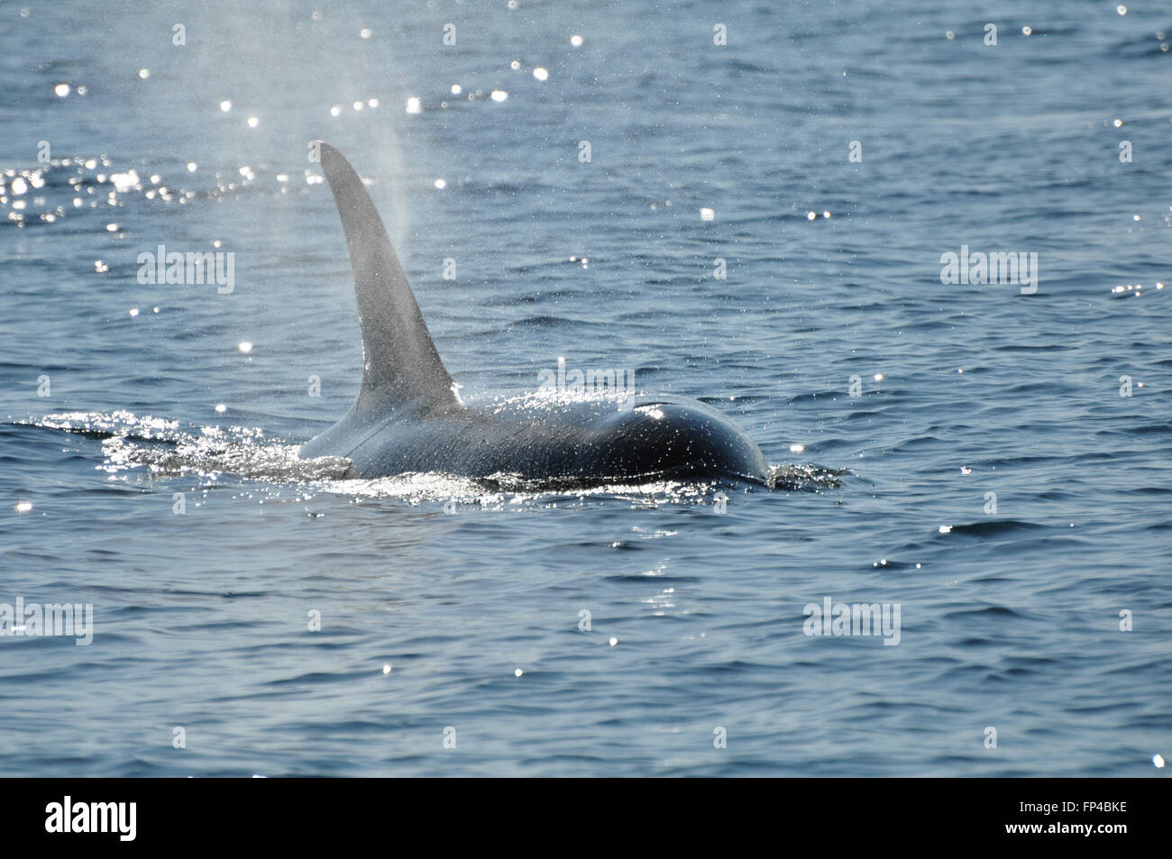 Killer whale dorsal fin hi-res stock photography and images - Alamy