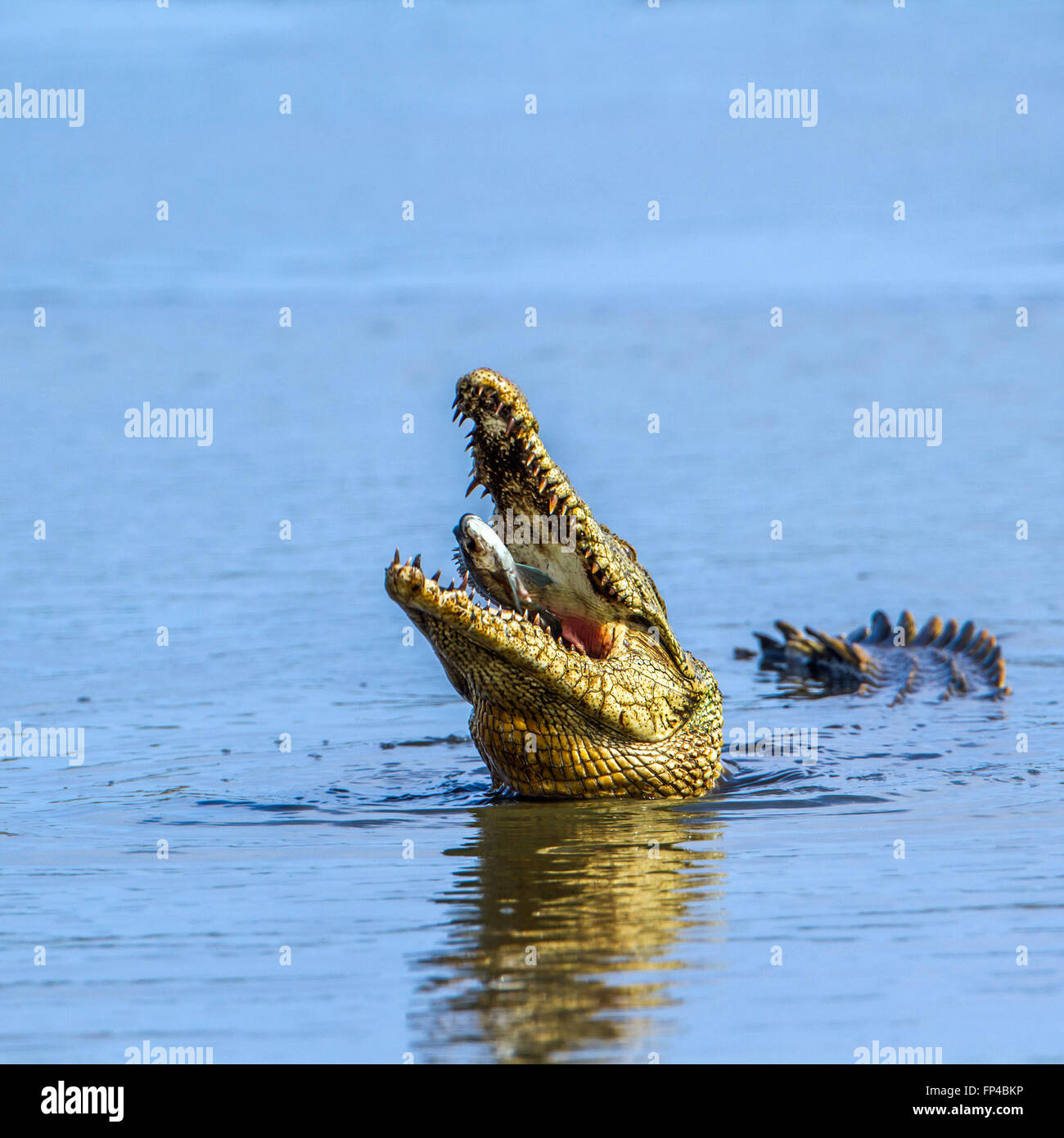 Crocodile eating fish hi-res stock photography and images - Alamy