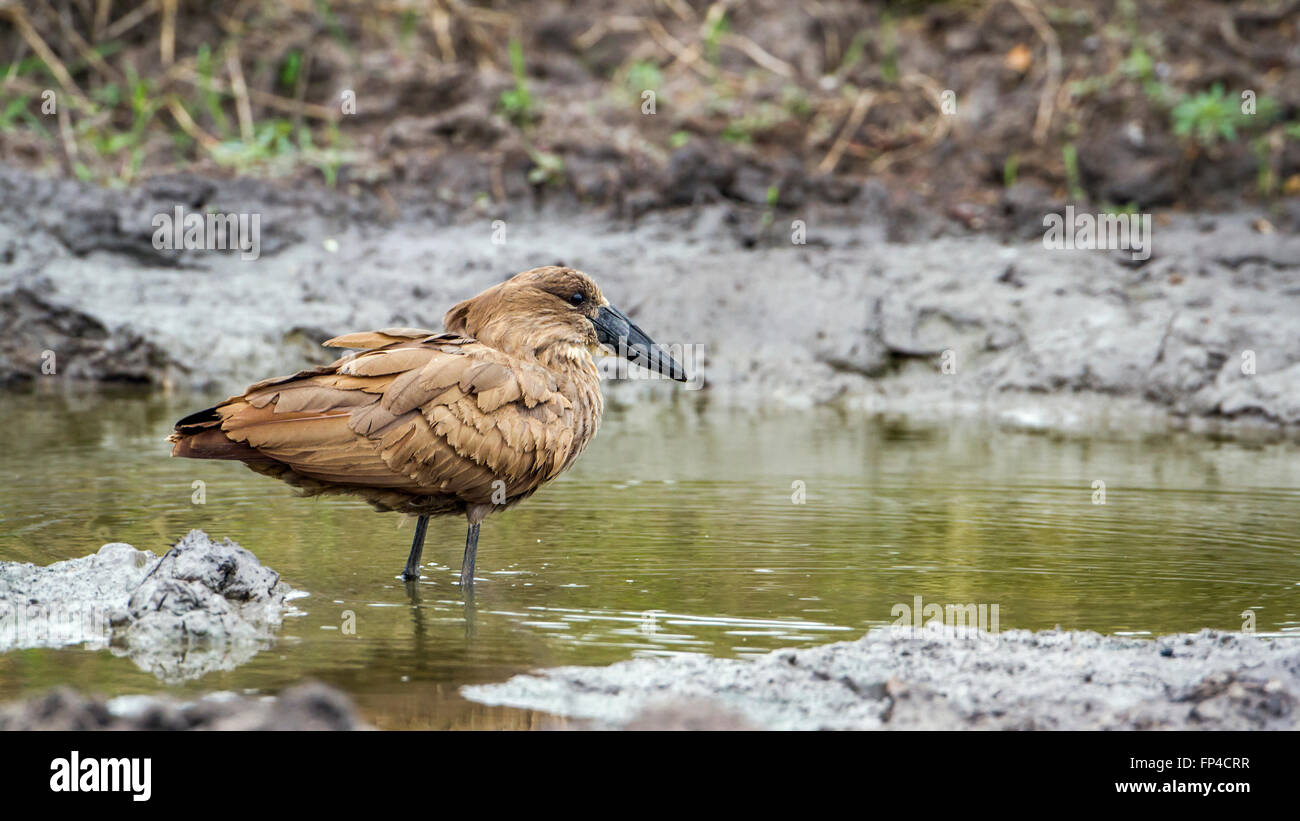 Hamerkop bird in Kruger national park, South Africa ; Specie Scopus ...