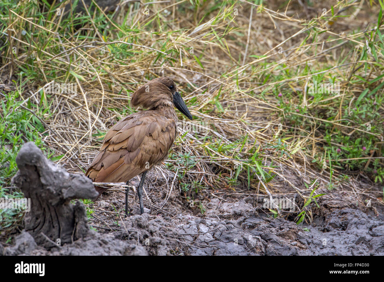 Hamerkop bird in Kruger national park, South Africa ; Specie Scopus ...