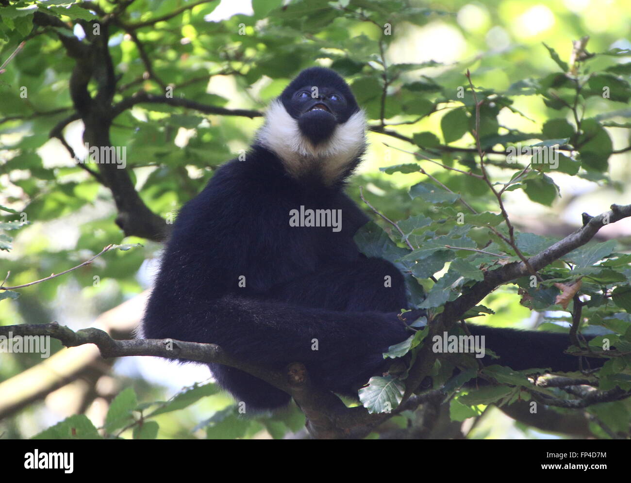 Male South East Asian Northern white cheeked gibbon (Nomascus ...