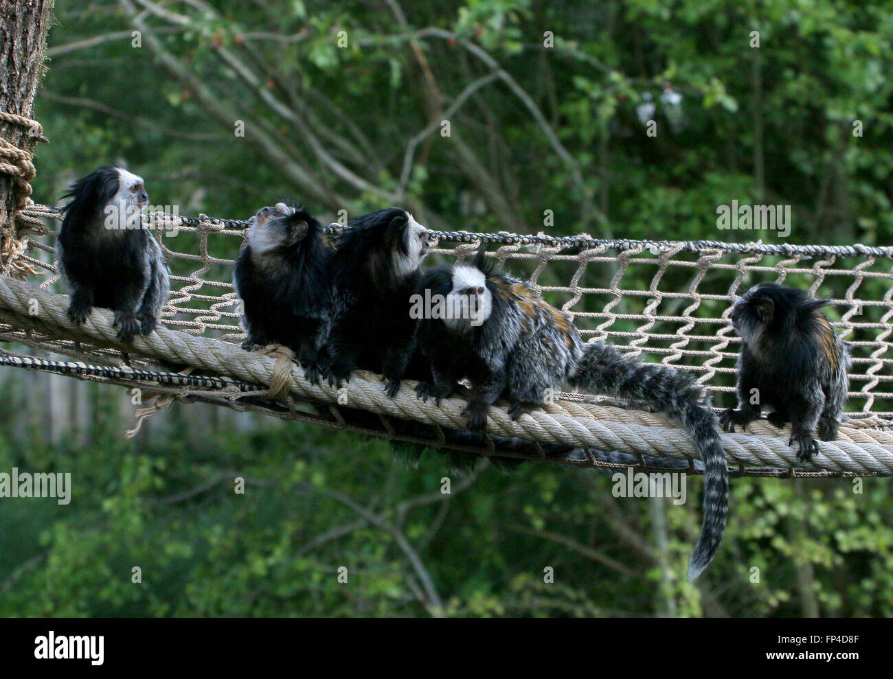Family group of South American White headed Marmosets a.k.a. Geoffroy's ...