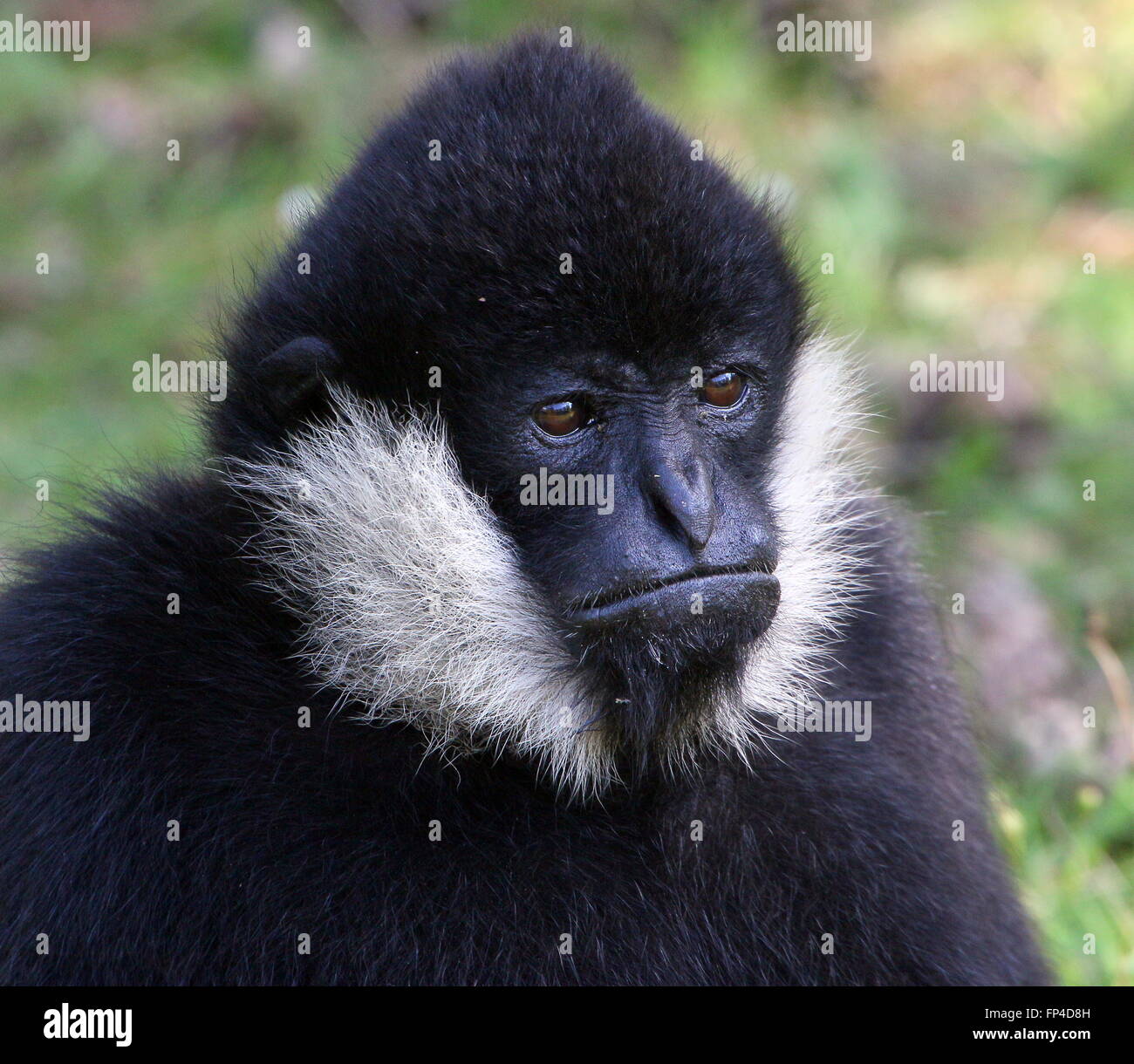 Portrait closeup of a male South East Asian Northern white cheeked ...