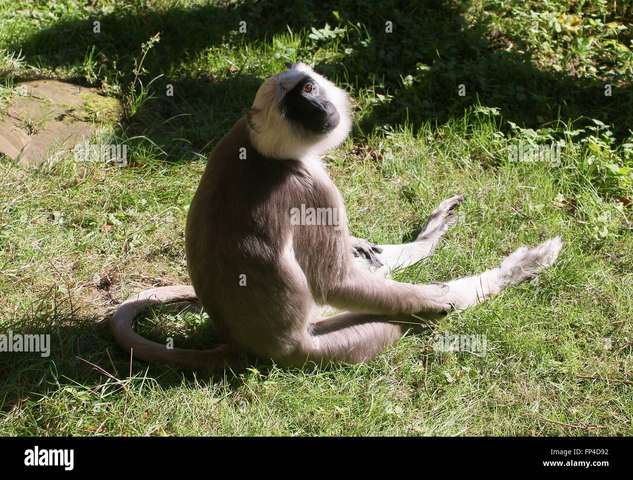 Indian Northern plains gray langur (Semnopithecus entellus) sitting on ...