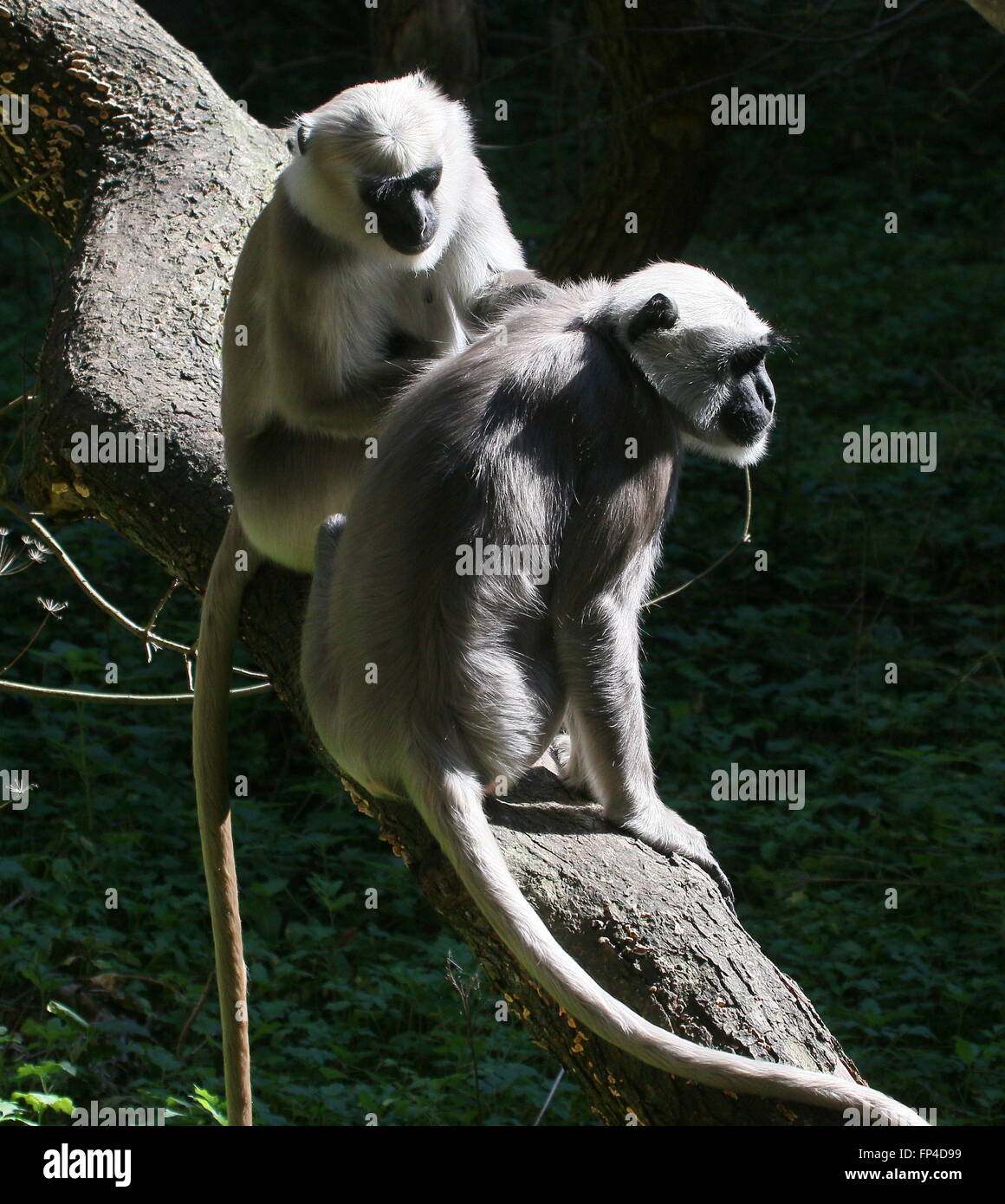 Indian Northern plains gray langurs (Semnopithecus entellus), female ...