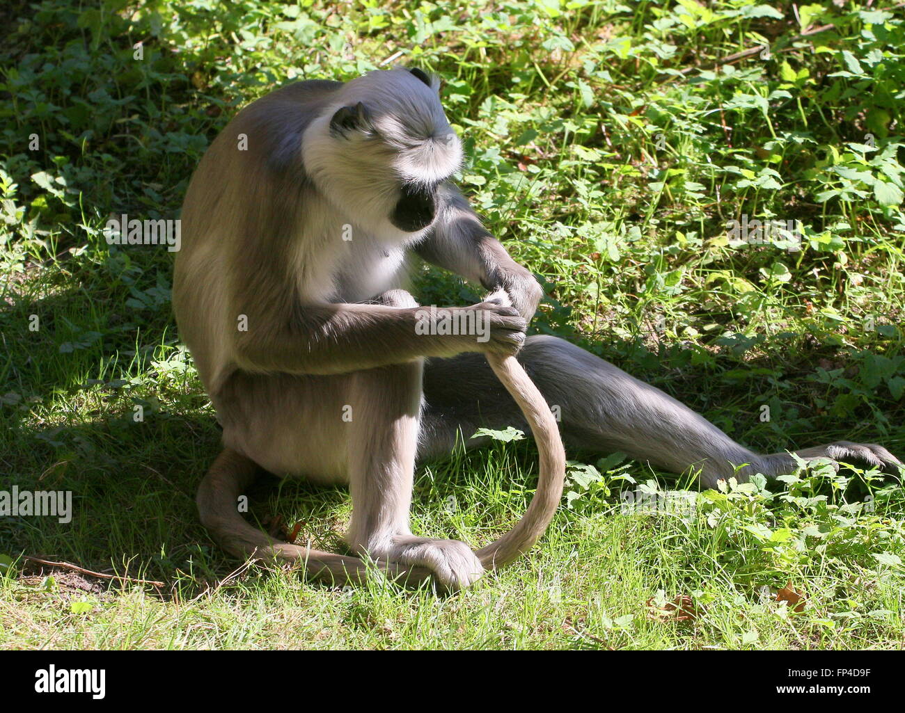 Male Indian Northern plains gray langurs (Semnopithecus entellus) busy ...