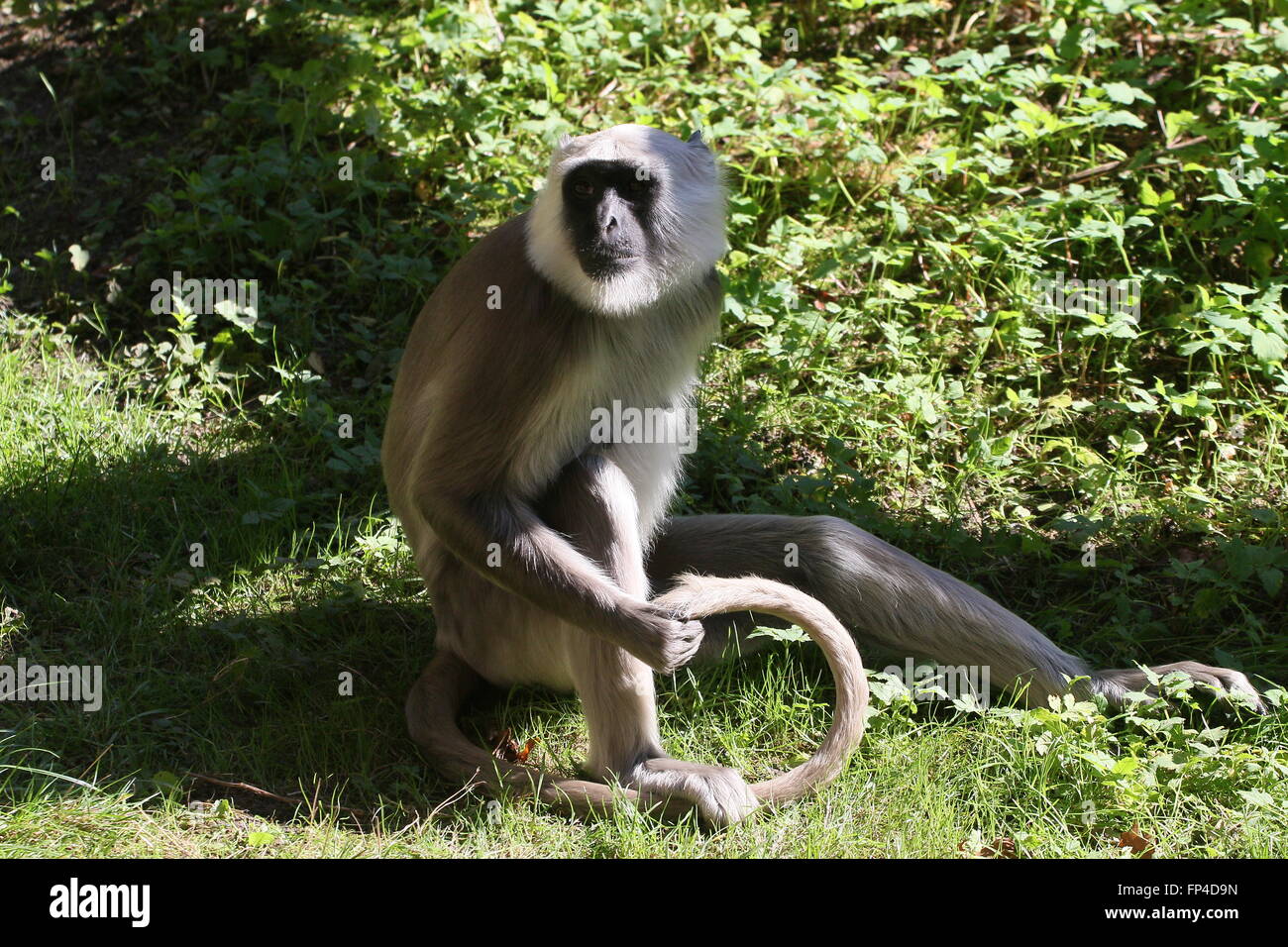 Entelle des indes hi-res stock photography and images - Alamy