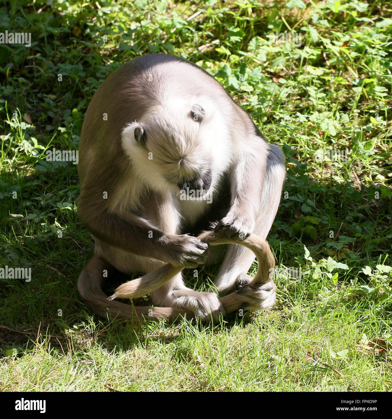 Male Indian Northern plains gray langurs (Semnopithecus entellus) busy ...