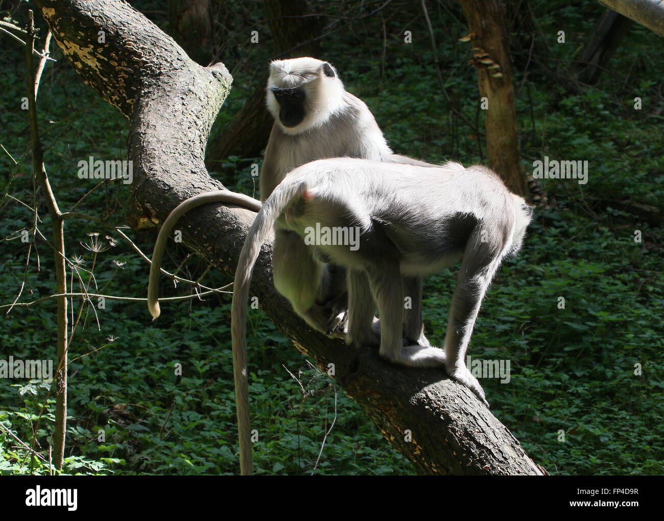 Indian Northern plains gray langurs (Semnopithecus entellus), female ...