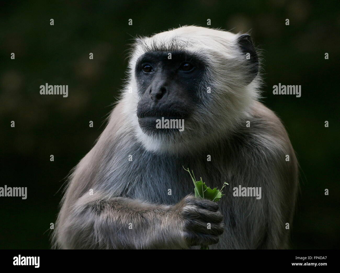 Indian Northern plains gray langur (Semnopithecus entellus), close up ...