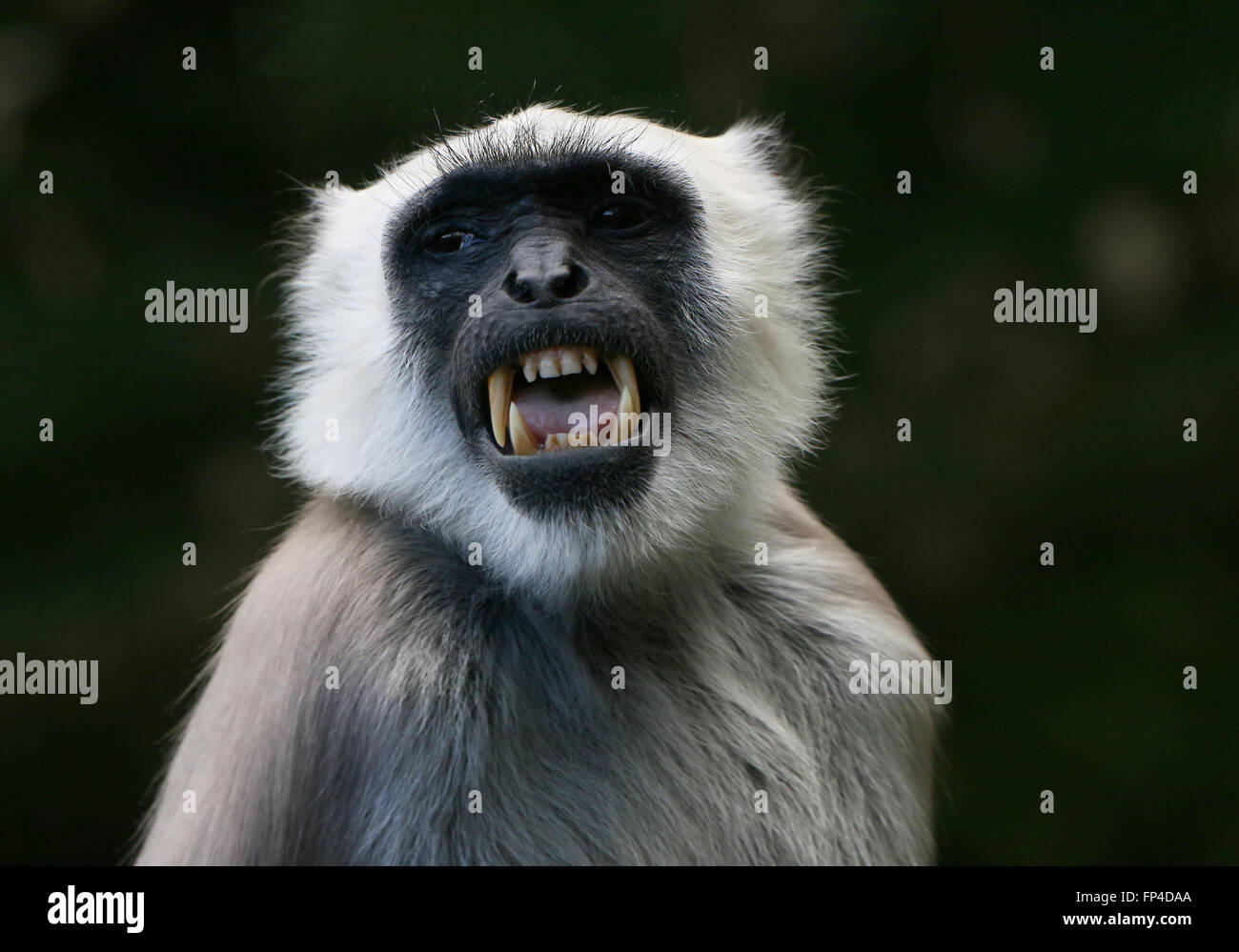 Langur behavior hi-res stock photography and images - Alamy