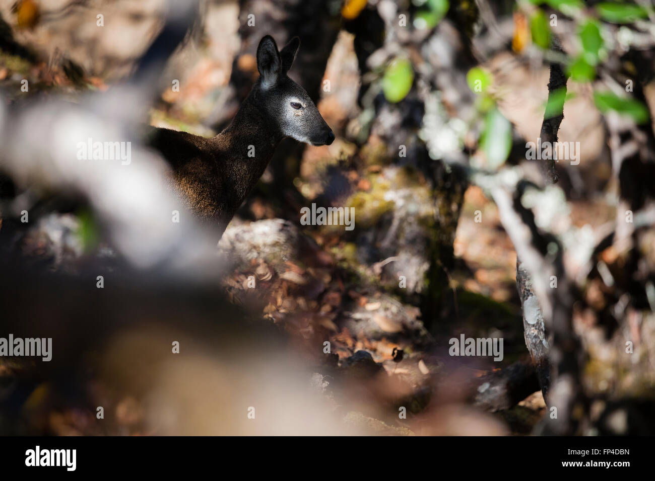 Himalayan Musk Deer (Moschus leucogaster) in habitat. Sagarmatha ...